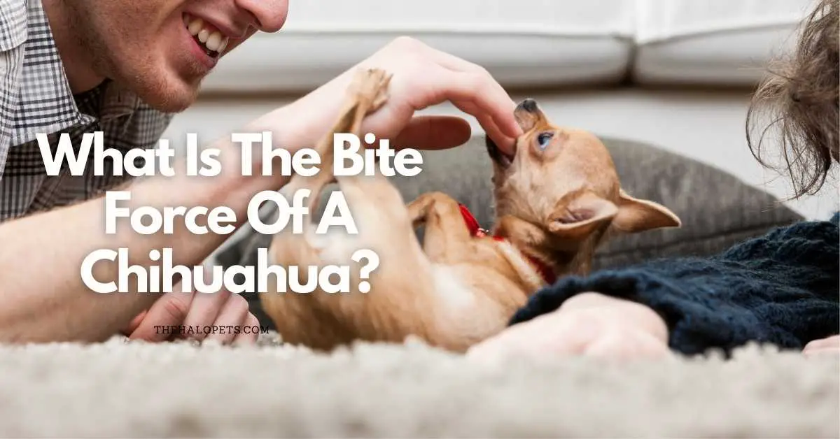 What Is The Bite Force Of A Chihuahua? Can They Bite Off A Finger?