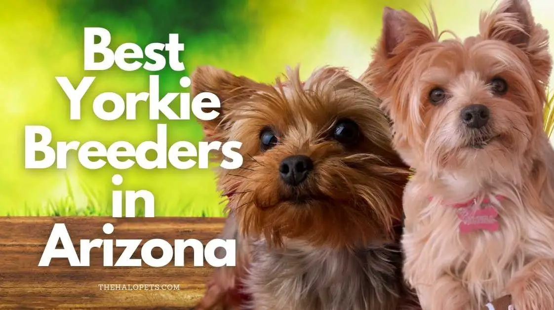 8 Best Yorkie Breeders in Utah (Read This First!)