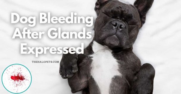 Dog Bleeding After Glands Expressed - 3 Reasons + 3 Treatments