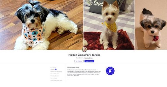 8 Best Yorkie Breeders in Indiana (Read This First!)