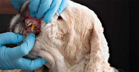 Dog Making Weird Mouth Movements - 10 Reasons + 4 Types