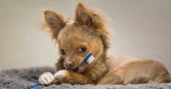 Why Do Chihuahuas Have Such Bad Teeth? - The Halo Pets